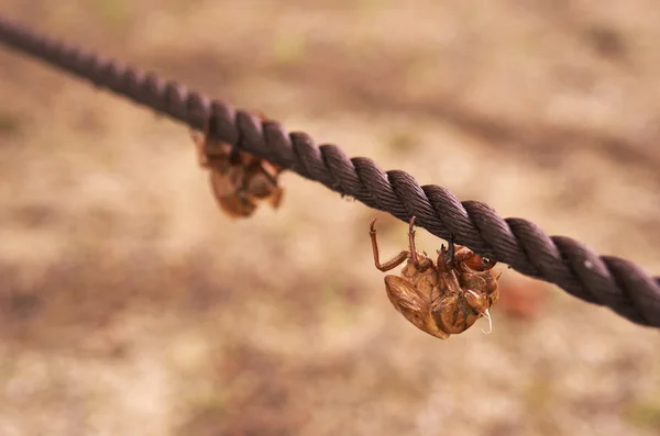 ᐈ A cicada shell stock pictures, Royalty Free cicada shell images ...