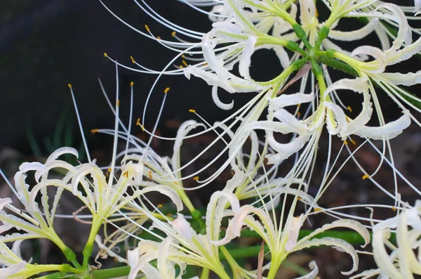 Lycoris Stock Photos, Royalty Free Lycoris Images | Depositphotos®