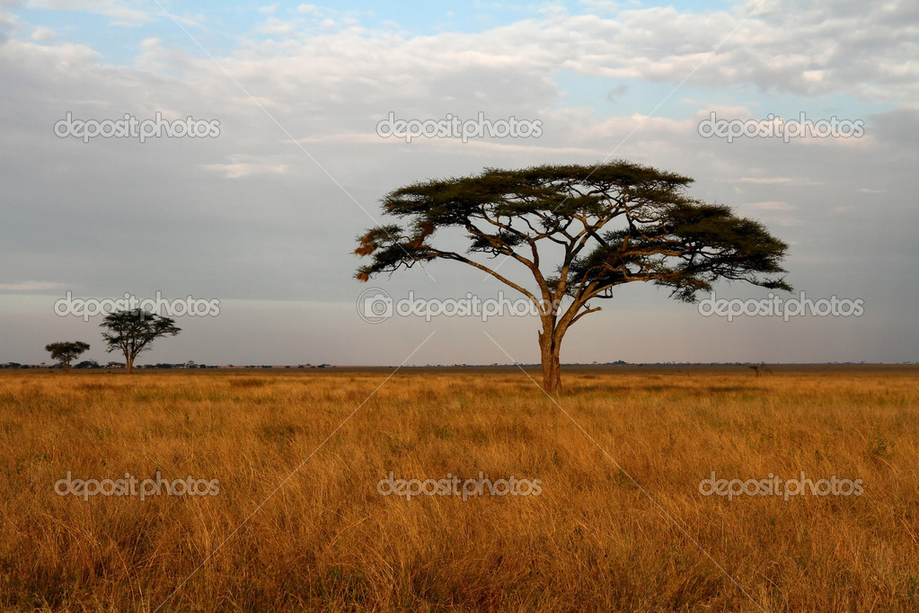 Plantas Y árboles De La Sabana Africana Sabana; Tipos, Clima, Flora,