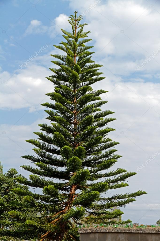 Afrikanische Tanne - Stockfotografie: lizenzfreie Fotos © RyanFaas ...