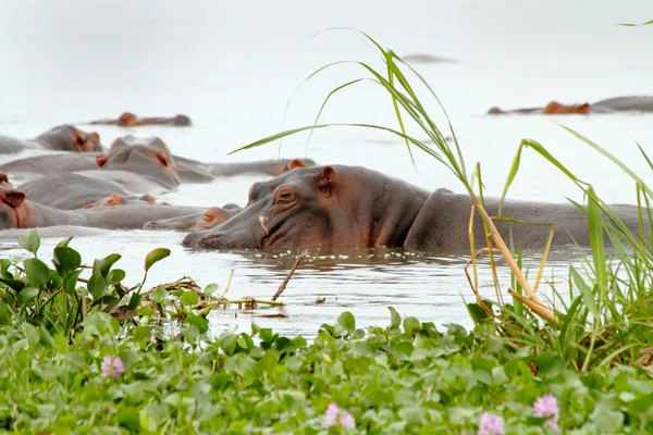 Scarred hippopotamus sleeps in the marsh - Stock Image - Everypixel