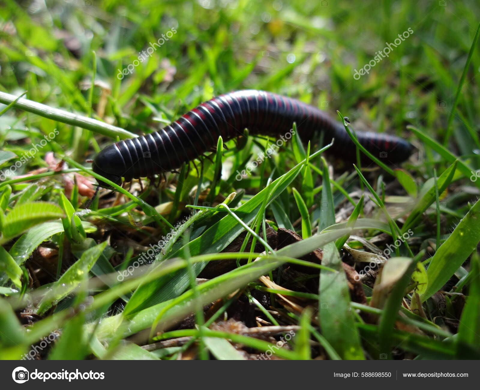 Close Macro Giant American Millipede Narceus Americanus Crossing Dirt ...