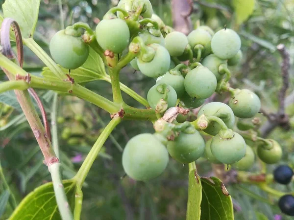 APPROACH TO TREE SEED FICUS, Fresh Seeds. - Stock Image - Everypixel