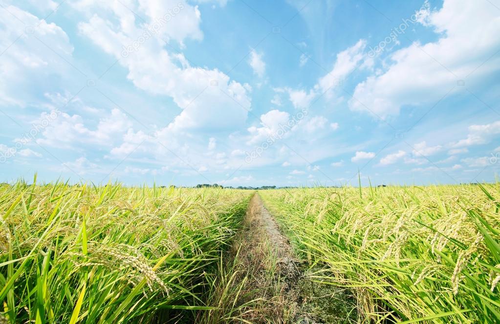 Rice plant field — Stock Photo © kokoroyuki #21272145