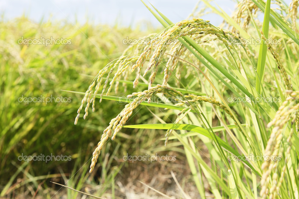 Rice plant Stock Photo by ©kokoroyuki 22296705