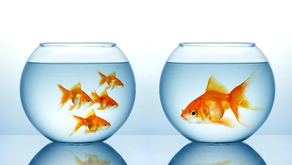 Fish bowl with cold fish Stock Photo by ©Valengilda 23855525