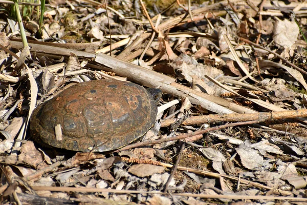 A river turtle crawling along the shore of the lake, sensing danger ...