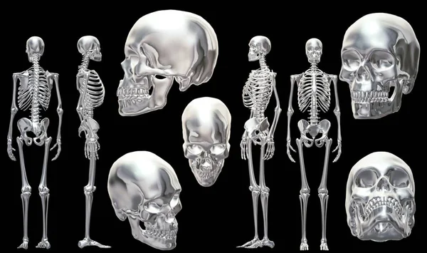 Squelette humain organes Stock Photos, Royalty Free Squelette humain ...