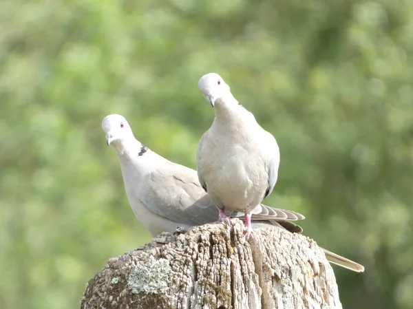 Inquisitive pair of doves on pole in Shinewater Park, Eastbourne, East ...