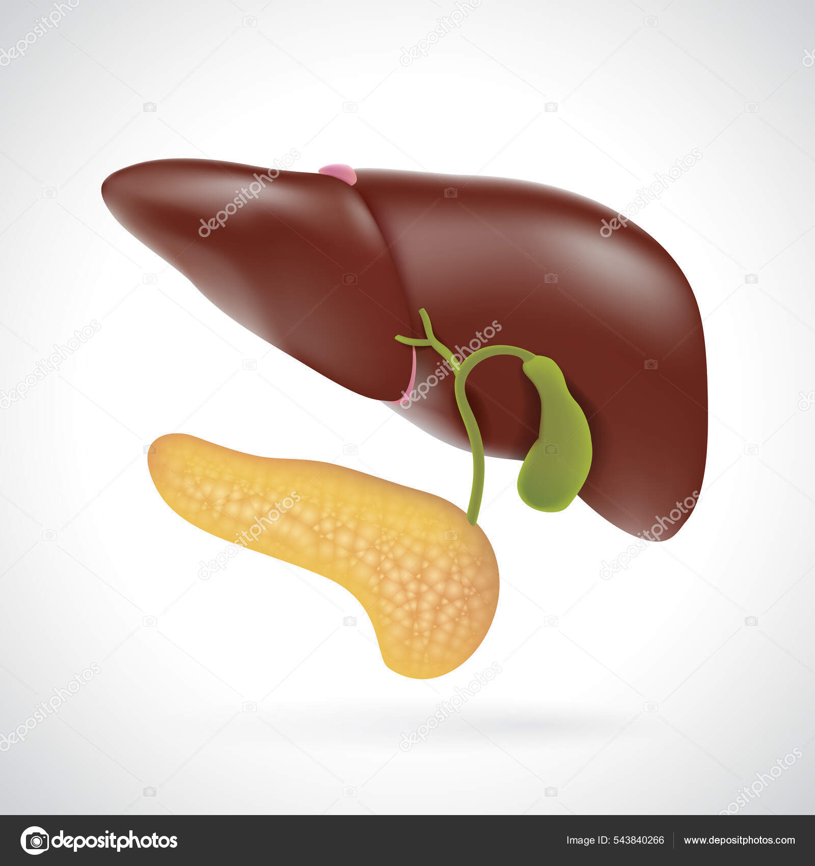 Liver Pancreas Illustration Medical Use Stock Vector by ©peakanucha ...