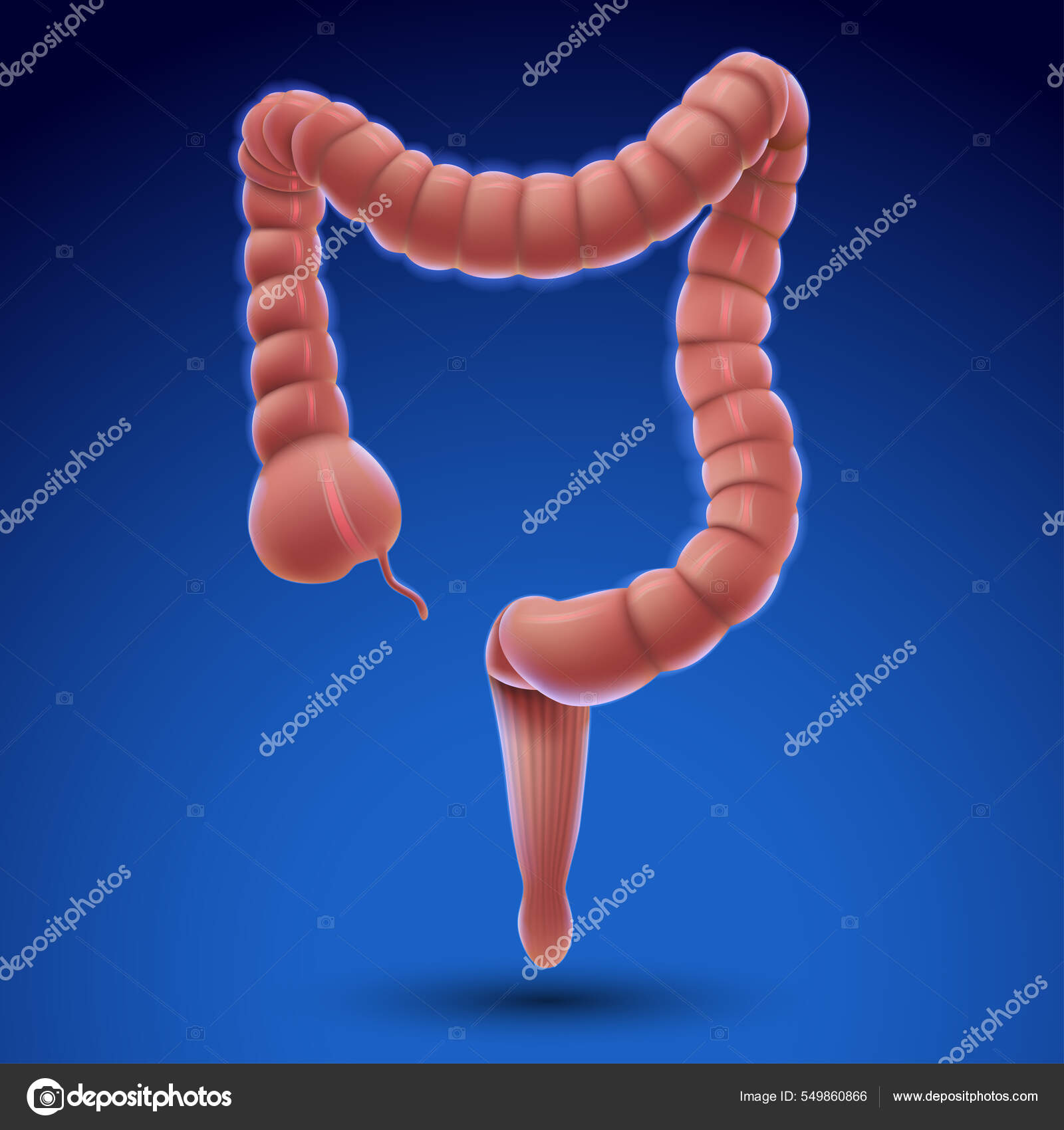Ilustração Tridimensional Cólon Sobre Fundo Azul Vetor de ©peakanucha ...