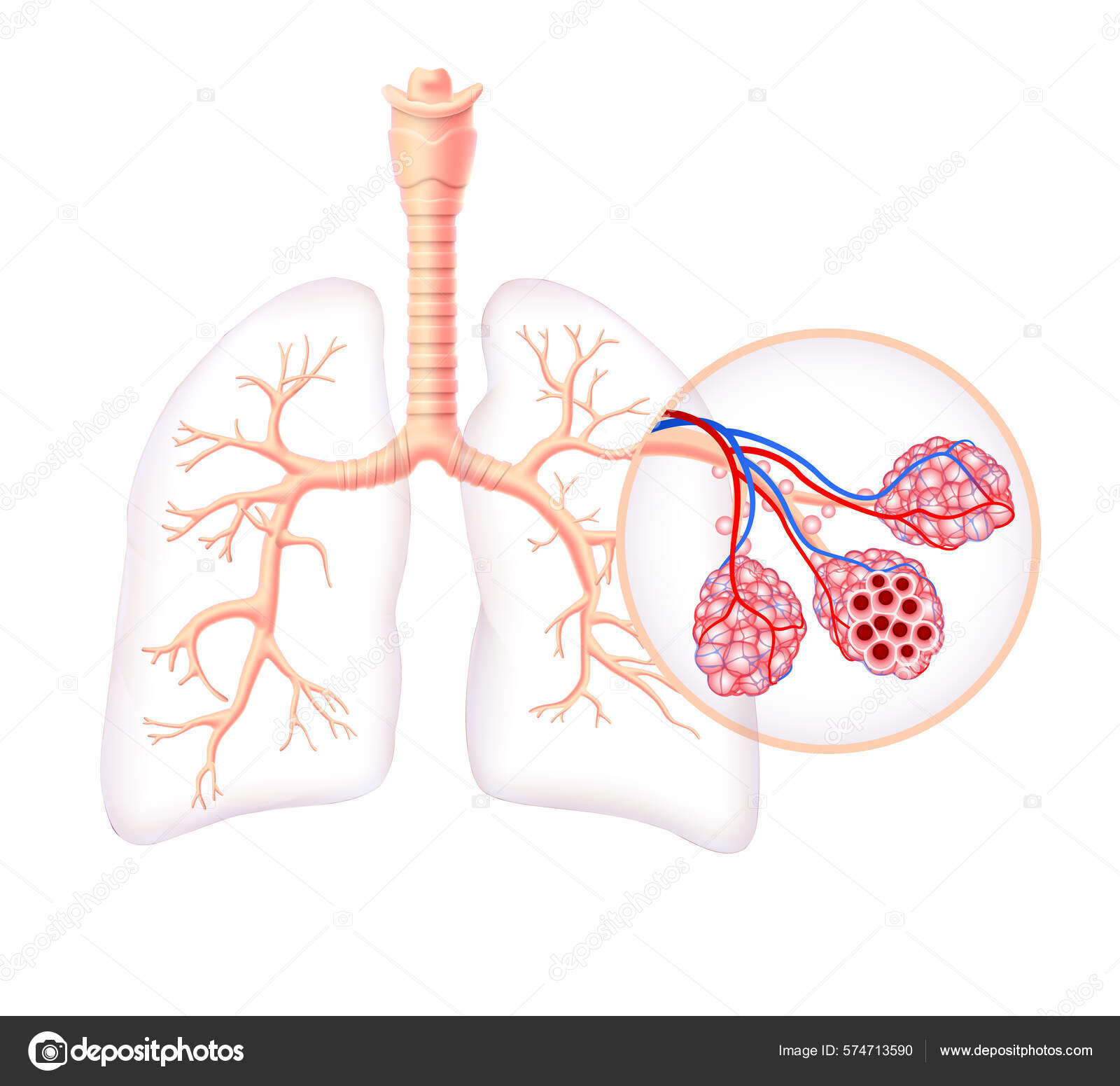 Diagrama De Traqueia Humana Profesor Carlos Profesor Carlos Added A