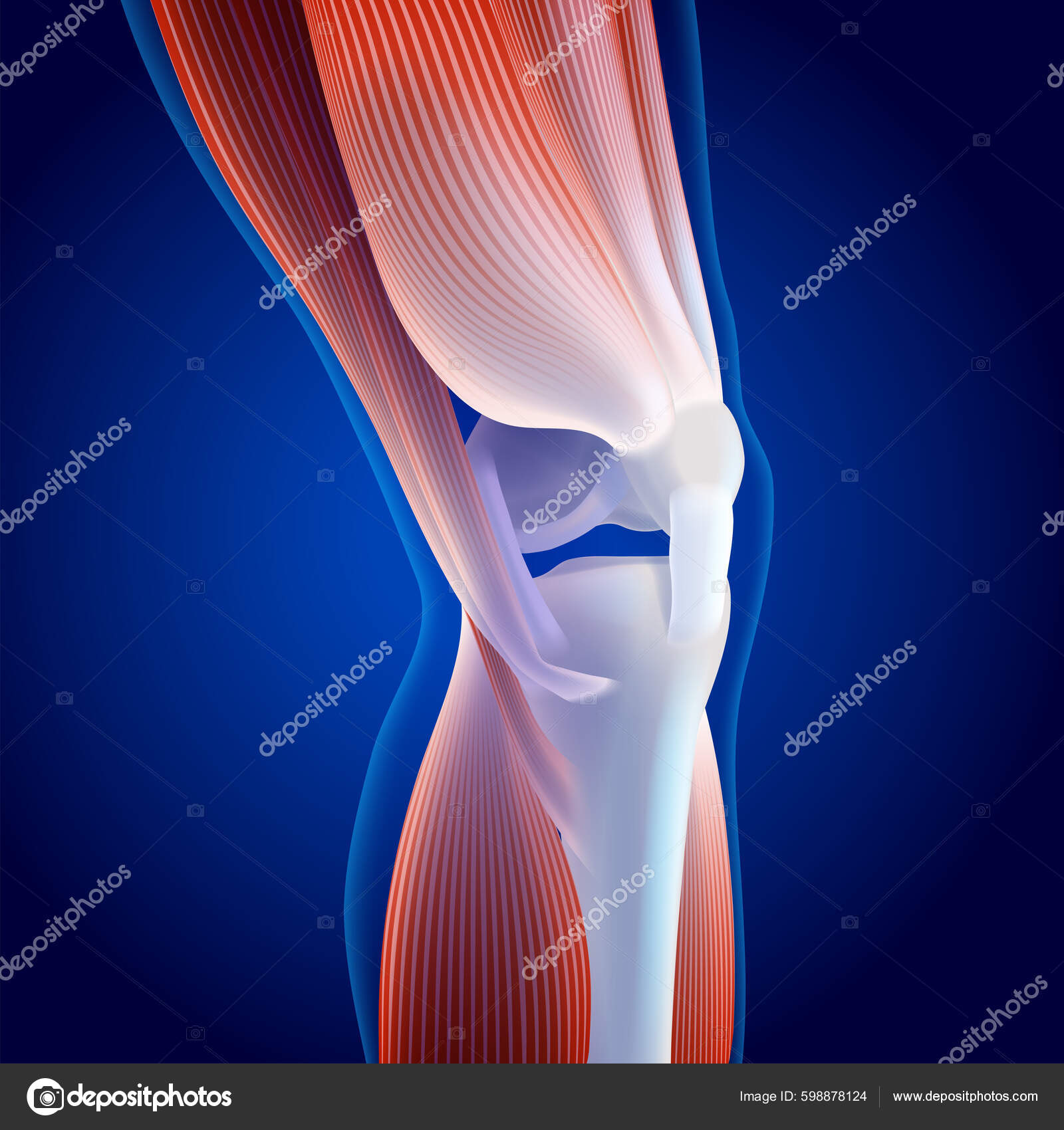 Illustration Thigh Calf Muscles Connected Knee Bone Dark Blue ...
