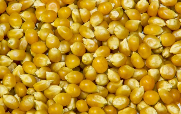 Pop corn dried seeds. - Stock Image - Everypixel