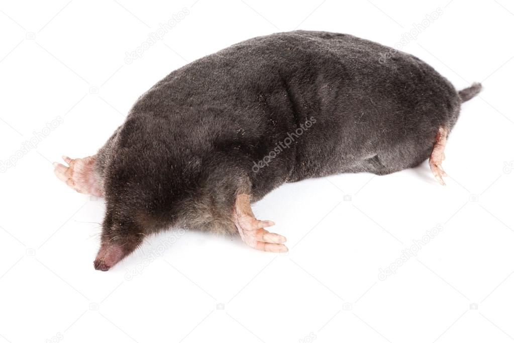 Death European mole — Stock Photo © salinger #21298879