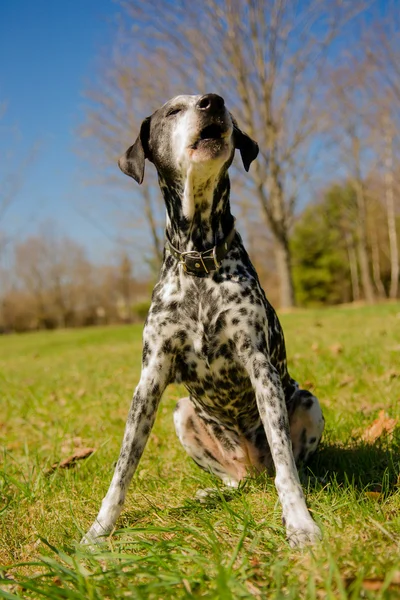 Puppy great dane dog grey with black spots isolated against grey ...