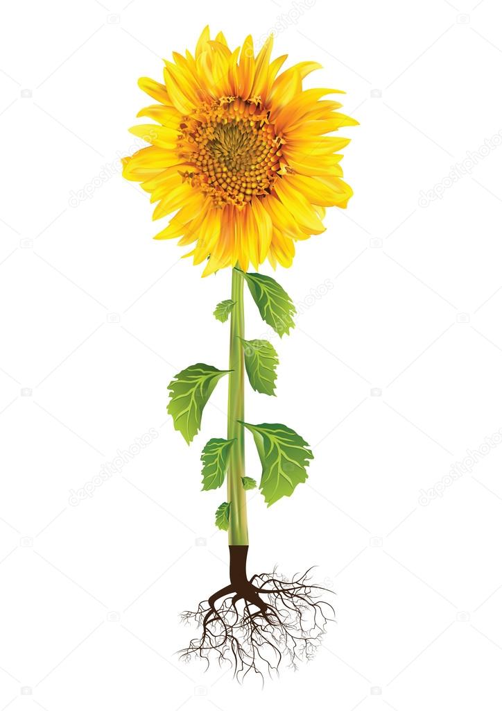 Sunflower Plant With Roots