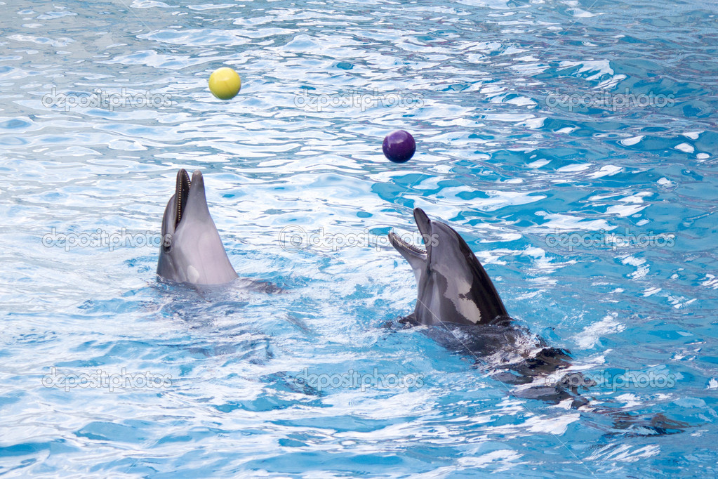 Images Of Dolphins Playing