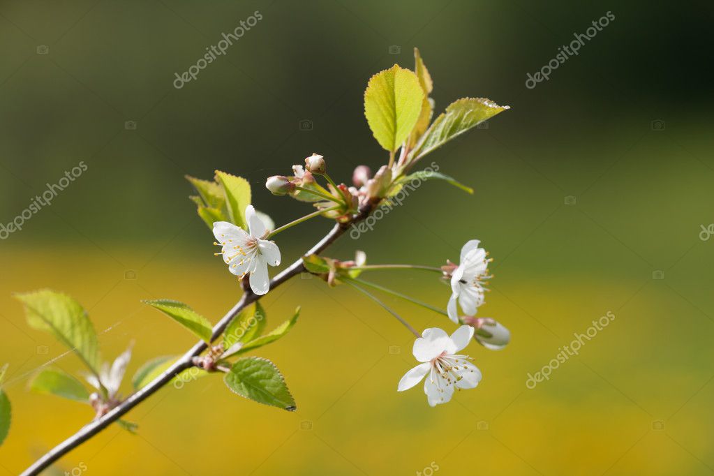 Flowering cherry tree twig Stock Photo by ©AndrisTkacenko 21763201