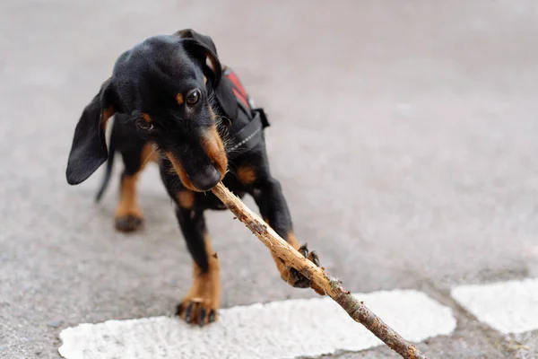 Dachshund puppy dog biting eagerly a stick in the street because of the ...