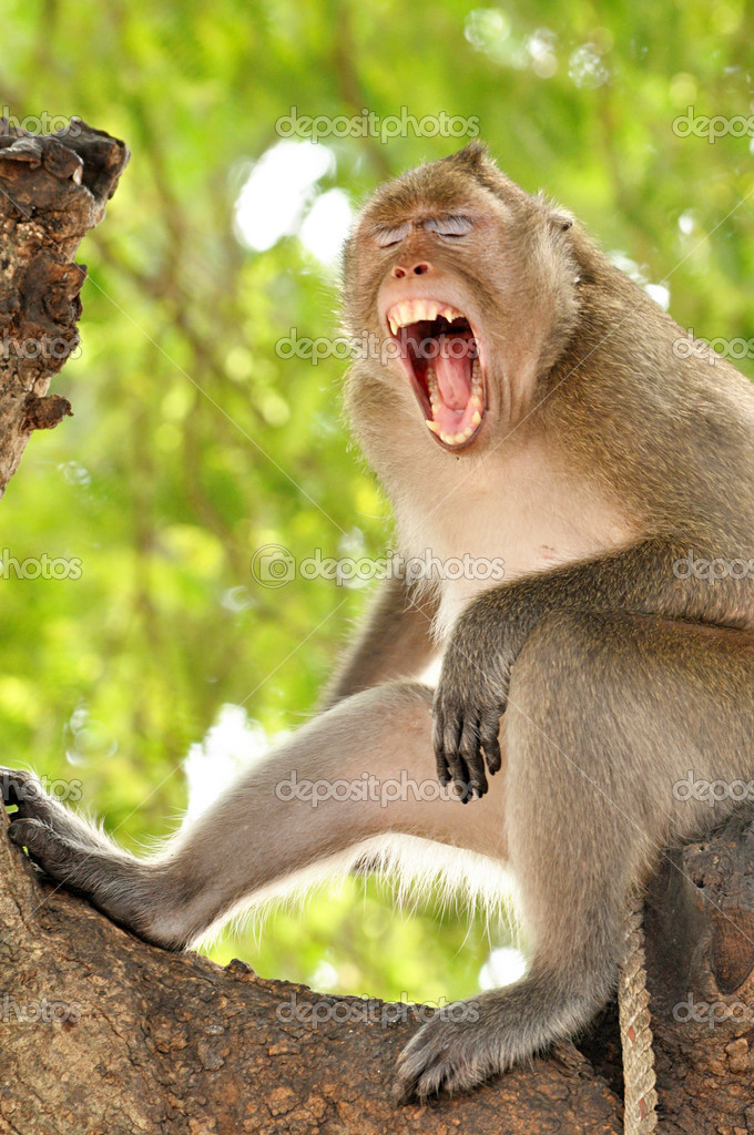 Monkey — Stock Photo © kritchanut #37959537