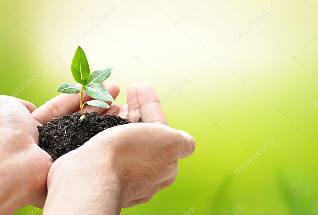 Hands and seedling with soil Stock Photo by ©kritchanut 44539929