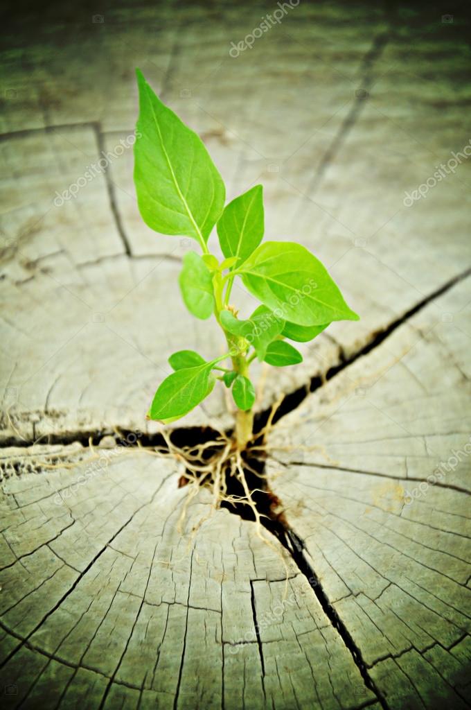 Green seedling growing from tree stump - regeneration and development ...