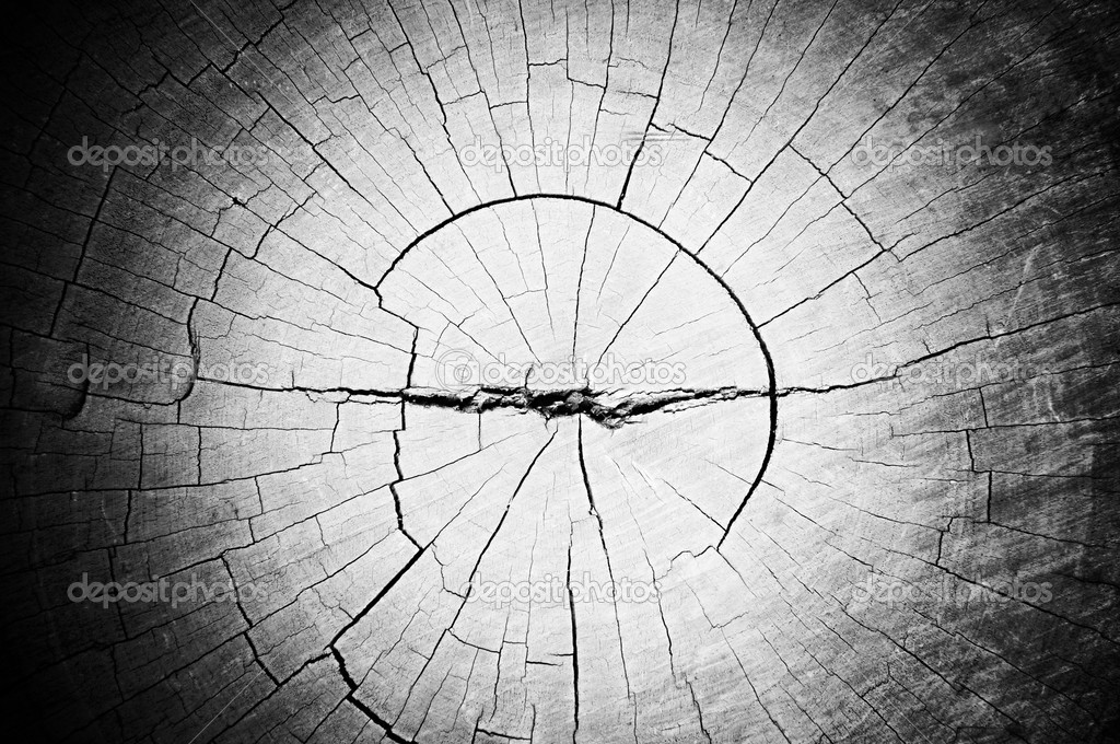 Cracked tree stump texture Stock Photo by ©kritchanut 44690863