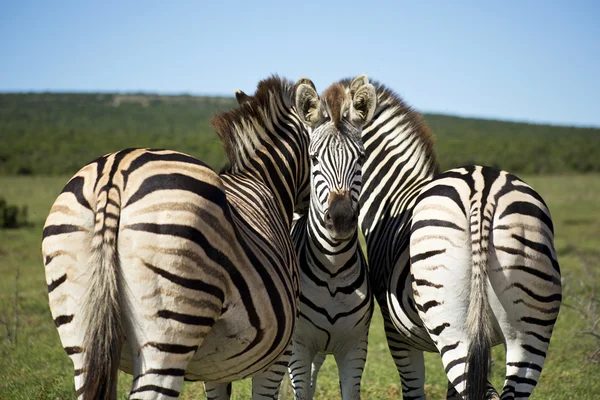 Zebra family — Stock Photo © Lindsay_Basson #25204053