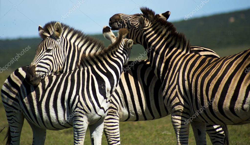 Zebra family — Stock Photo © Lindsay_Basson #25204053