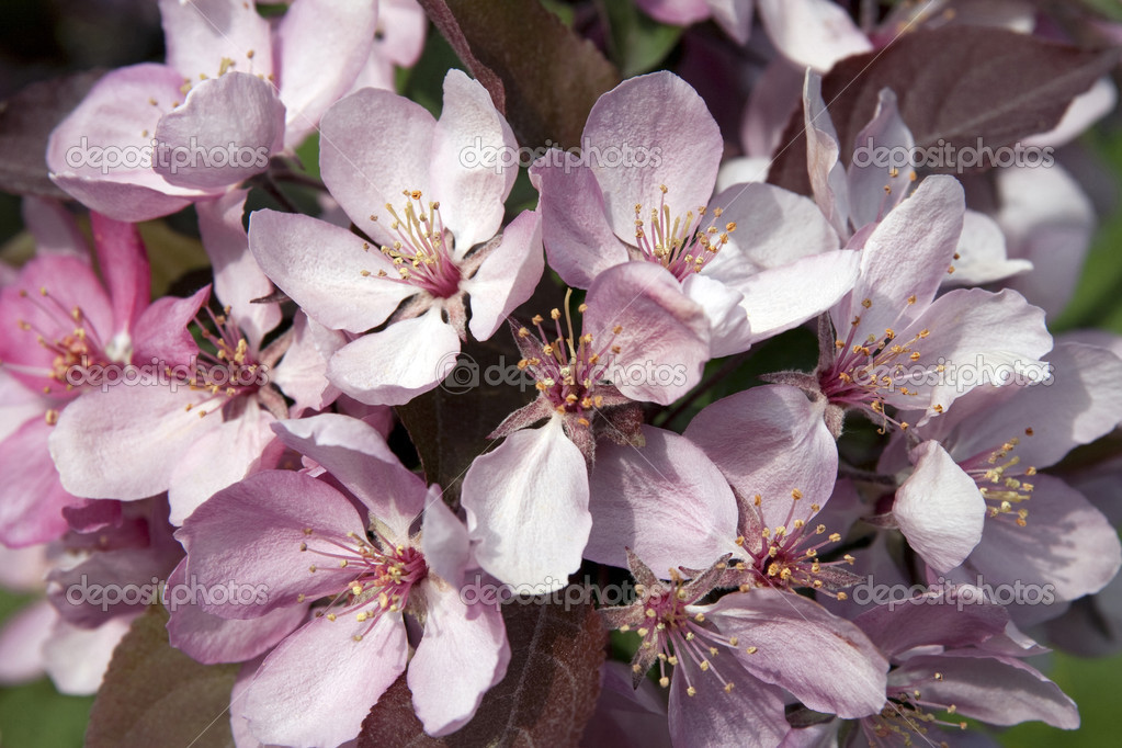Pink apple blossom — Stock Photo © StudioLightAndShade #21971685