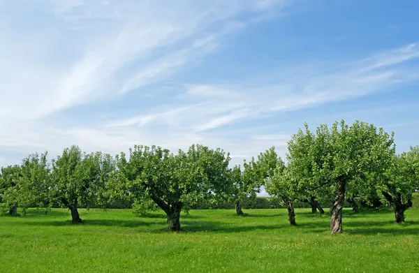 Apple tree field Stock Photos, Royalty Free Apple tree field Images ...