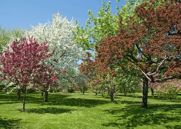 Spring Season Trees