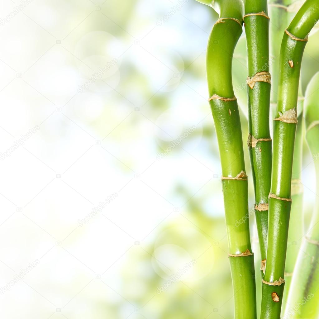 Bamboo Stock Photo by ©dynamicfoto 26104009