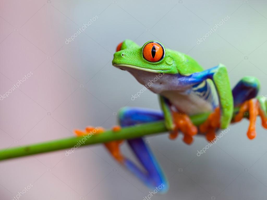 Red Eyed Tree Frog Hanging