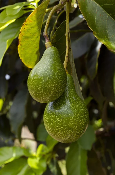 Avocado trees Stock Photos, Royalty Free Avocado trees Images ...