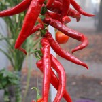 Flying red hot chilli peppers with flames Stock Photo by ©jag_cz 301580488