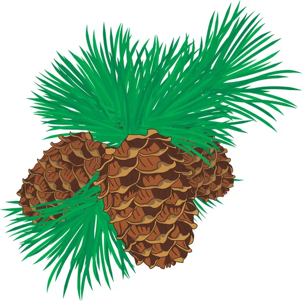 Cedro imágenes de stock de arte vectorial | Depositphotos