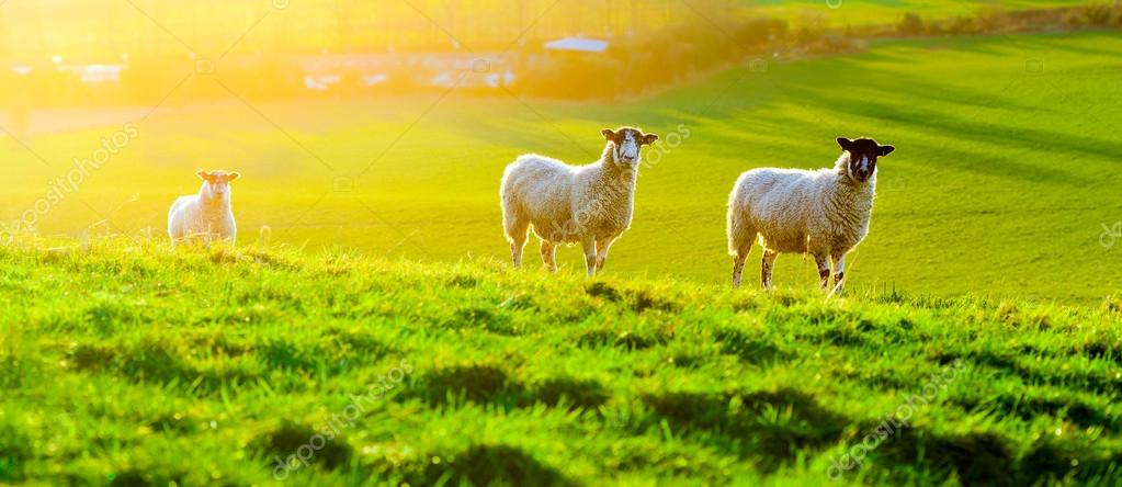 Ovelhas pastando ao pôr do sol — Fotografias de Stock © antb #21507593