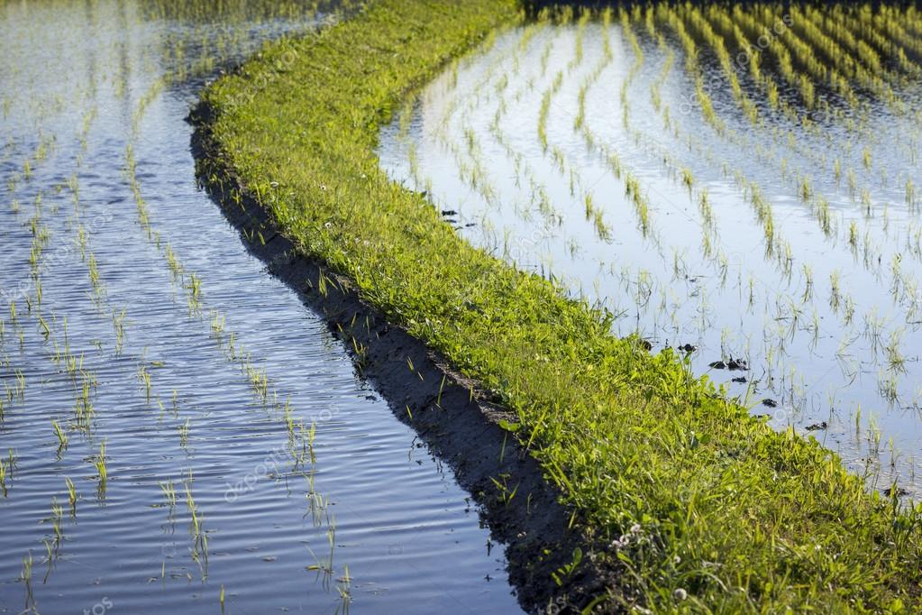 Flooded Rice Paddy Seedlings — Stock Photo © antb #21794209
