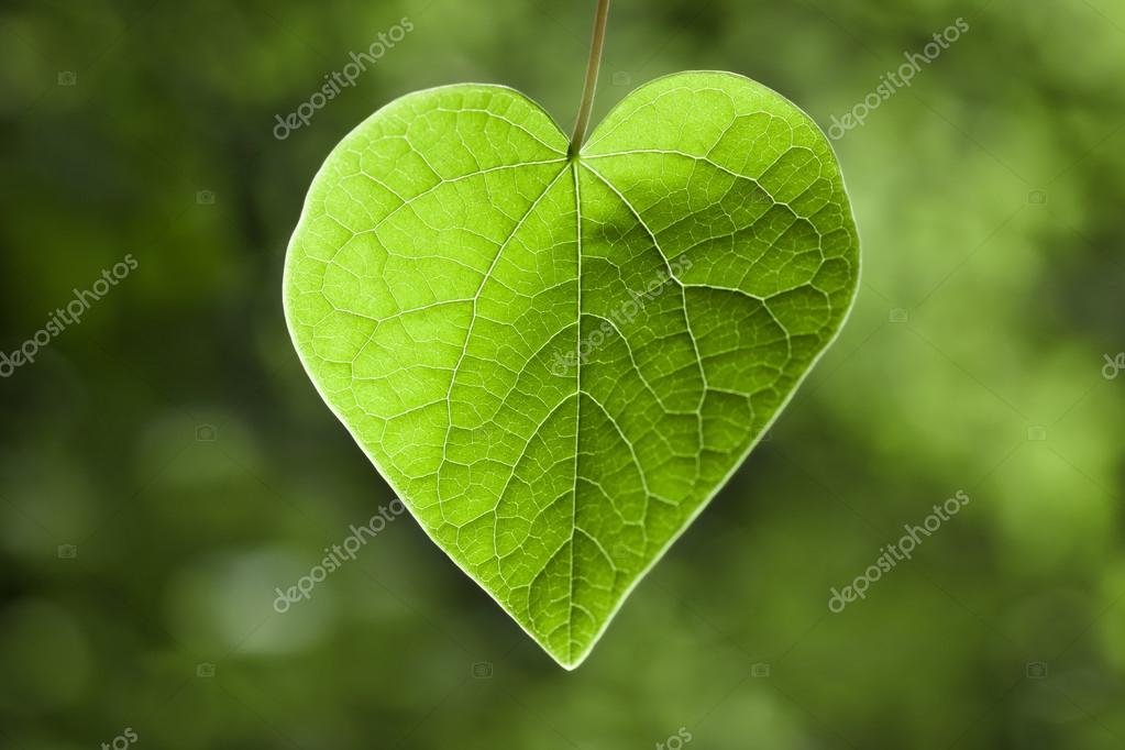 Hartvormig blad — Stockfoto © antb #21794375