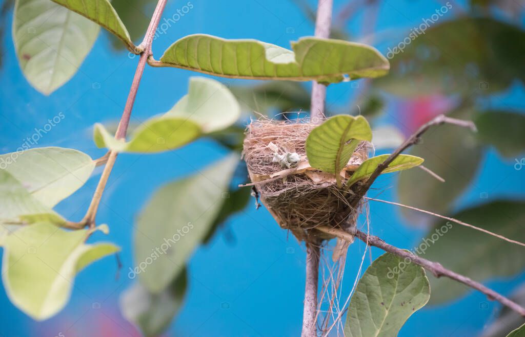 Nido de colibríes. Costa Rica tiene un increíble recuento de especies ...