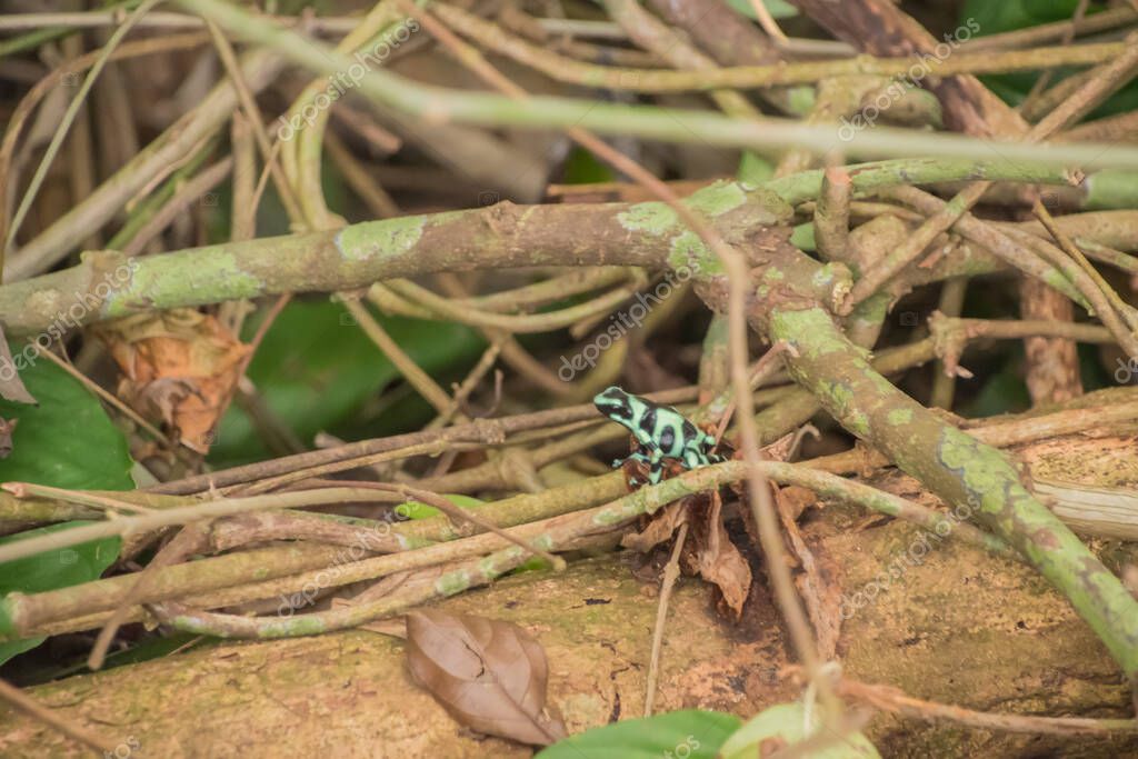 Rana venenosa verde y negra con coloración típicamente verde menta en ...
