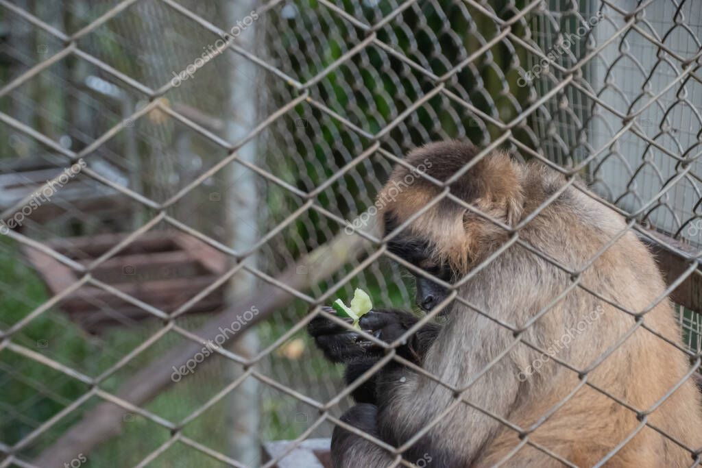 El centro de rescate de animales es para rescate, rehabilitación ... El centro de rescate de animales es para rescate, rehabilitación ...