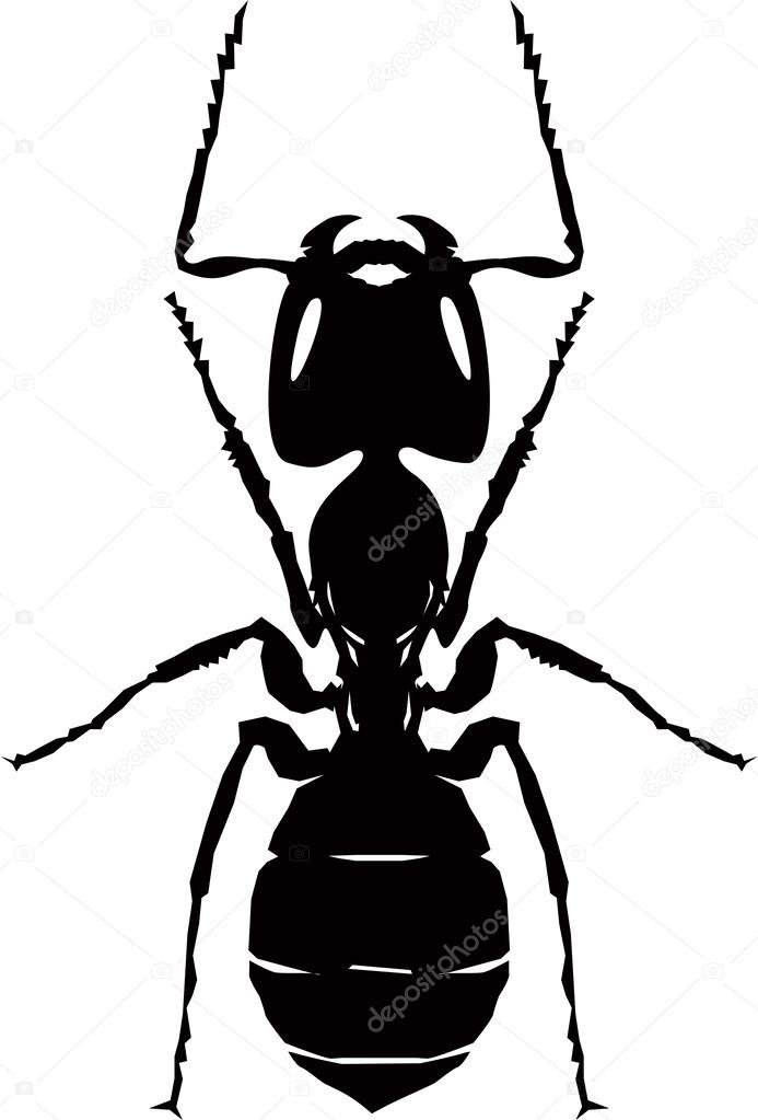 Vector illustration of ant Stock Vector Image by ©vabadov #27387131