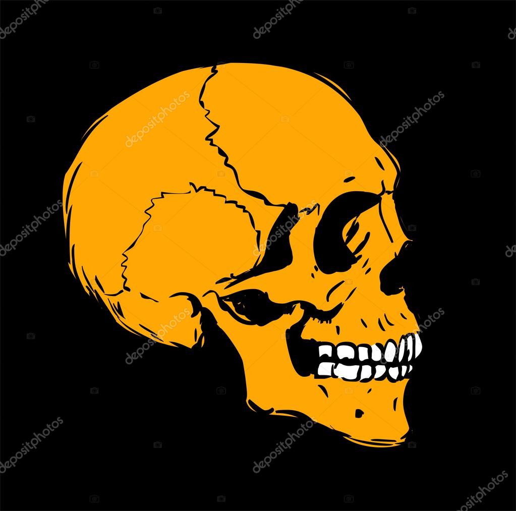Human skull profile — Stock Vector © vabadov #44362327