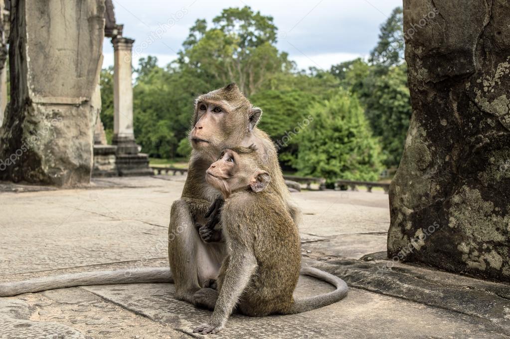 Monkeys in Angkor Wat Cambodia — Stock Photo © manjik #35637489