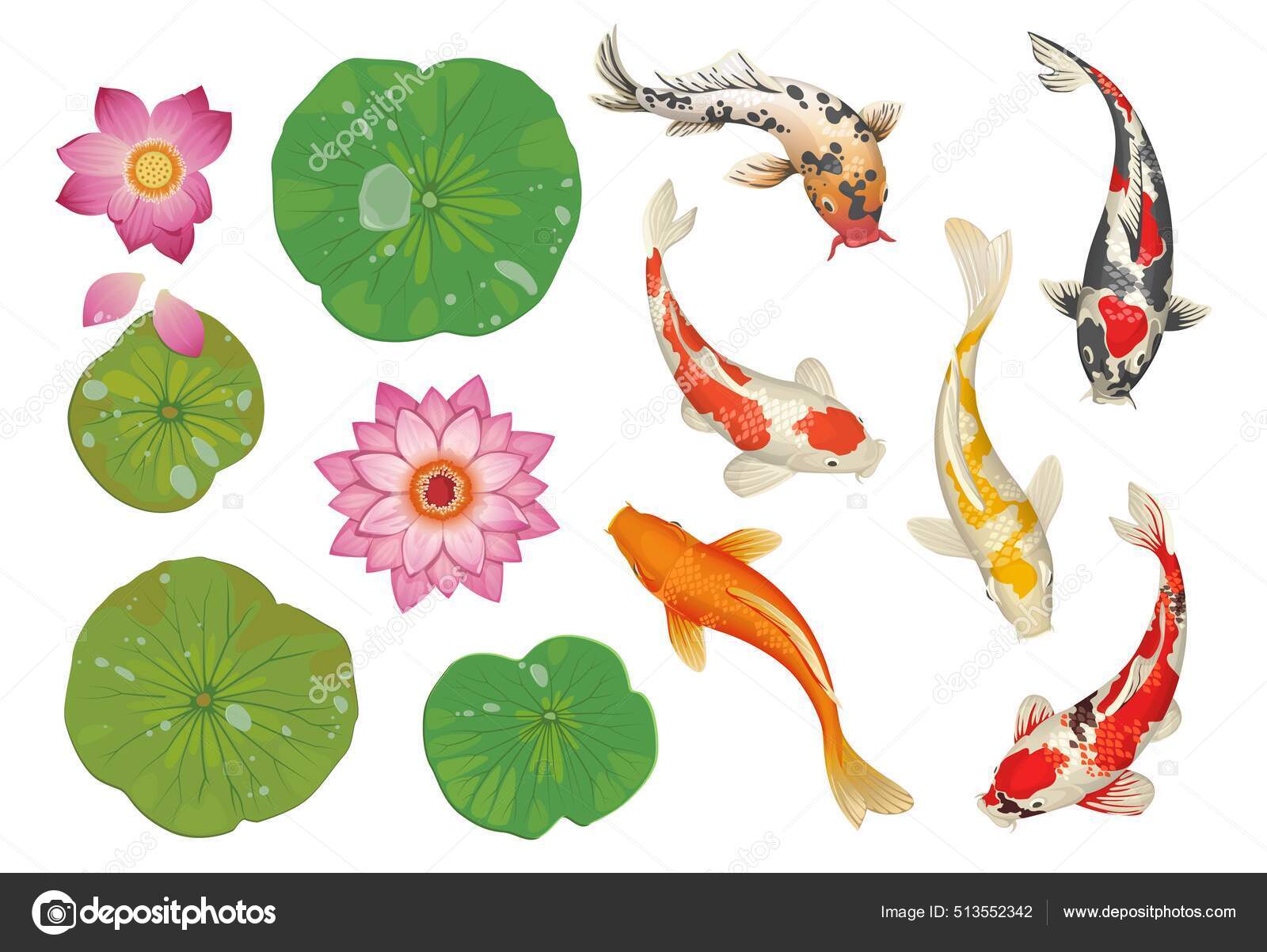 Koi fish in pond. Cartoon traditional oriental scene with golden carp ...