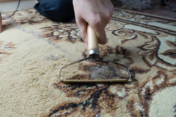 Antique rug cleaning Stock Photos, Royalty Free Antique rug cleaning ...