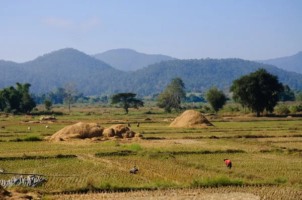 Myanmar farms Stock Photos, Royalty Free Myanmar farms Images ...